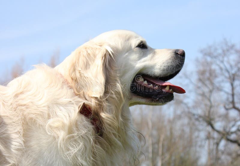 Vista Lateral De Un Perro Perdiguero Foto de archivo - Imagen de verde ...