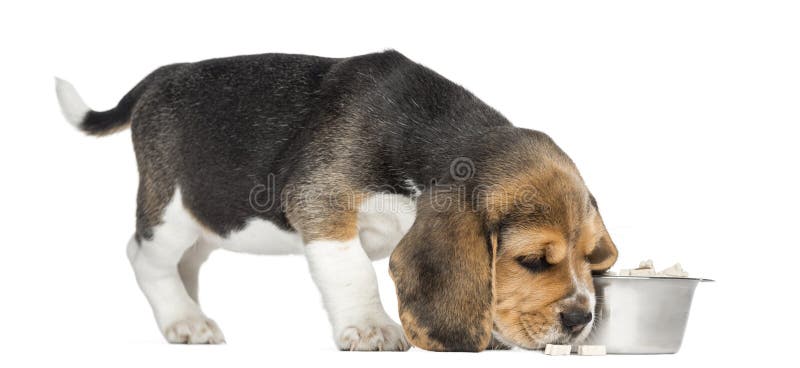 Vista Lateral De Una Comida El Oler Del Perrito Del Beagle, Aislada ...