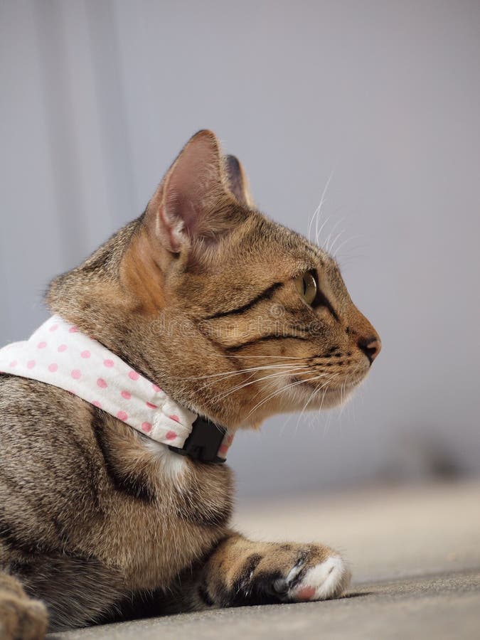 imágenes comunes del Cara Lateral Del Gato - los derechos de la ...