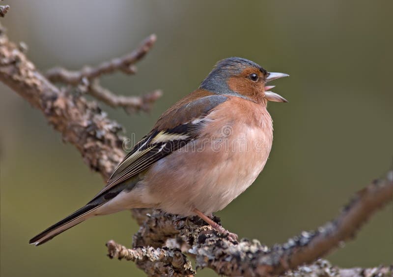 Il Fringuello Comune Si è Appollaiato Sul Ramo, Canto, Isolato Su ...