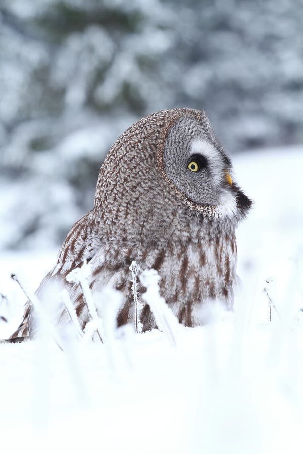 Vista Laterale Del Nebulosa Dello Strige Fotografia Stock - Immagine di ...