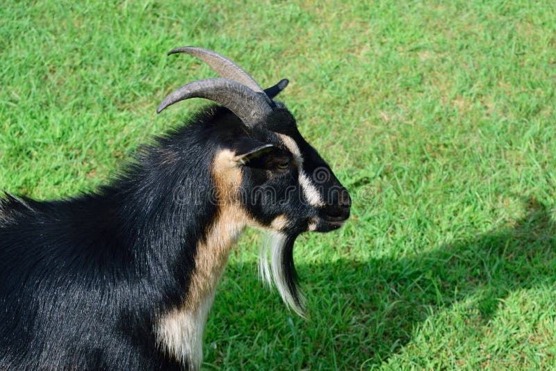 immagini di riserva di Capra Nana - la sovranità di download 156 libera ...