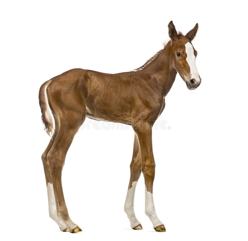 Vista Laterale Di Un Puledro Fotografia Stock - Immagine di bianco ...