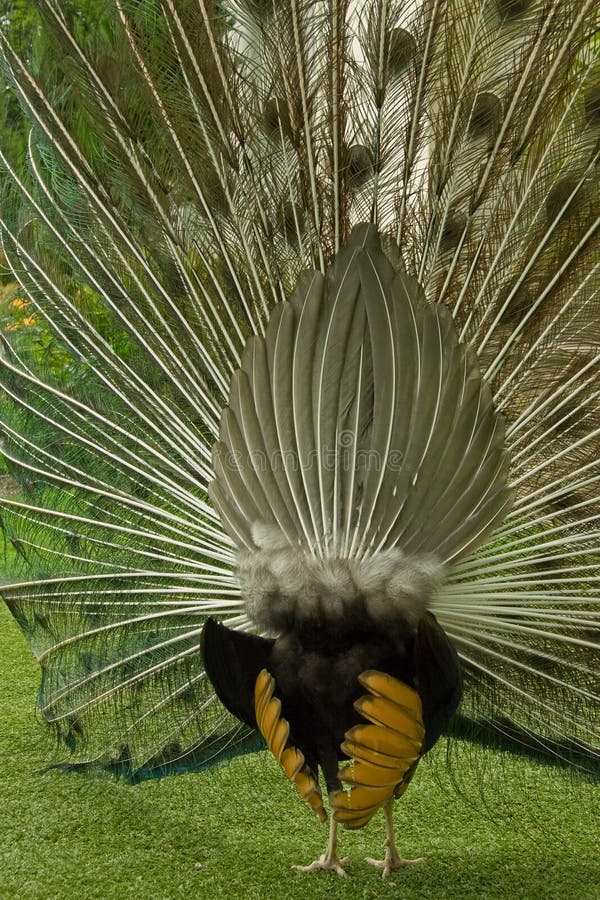 Vista Trasera De La Visualización Del Pavo Real Imagen de archivo ...