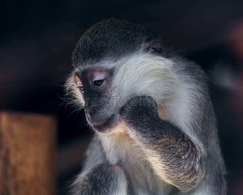 Vista Triste Do Macaco Para Baixo Foto de Stock - Imagem de assento ...
