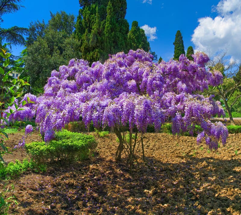 Vistaria stock image. Image of tree, vistaria, plant - 41568991