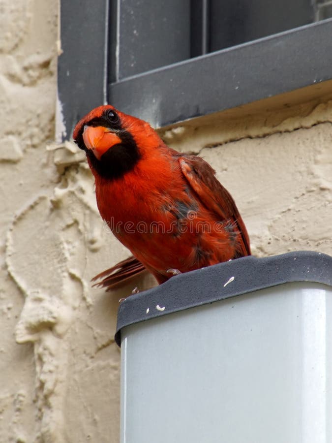Cardinal in the Window stock photo. Image of orange, evergreen - 45248808