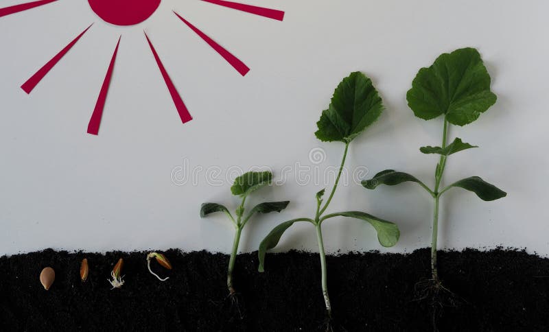 A Visual Aid of How Pumpkin Sprouts Grow from Sprouted Seeds.the ...
