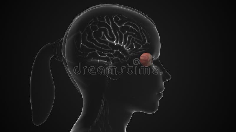 The Visual Connection between the Optic Nerve and the Brain Stock Image ...