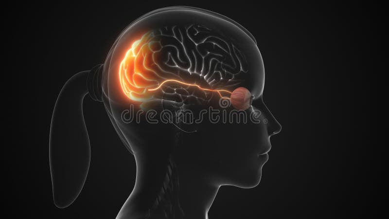 Nervous Eye Connection Diagram Stock Photos - Free & Royalty-Free Stock ...