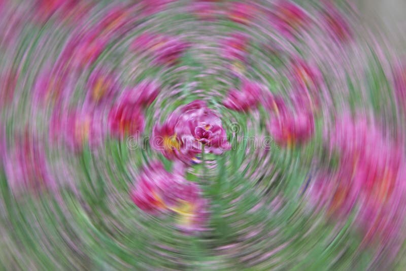 Visual Effect with Rotating Purple Flowers Stock Photo - Image of ...
