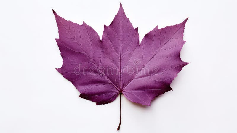 Visual fall leaf on white stock illustration. Illustration of white ...