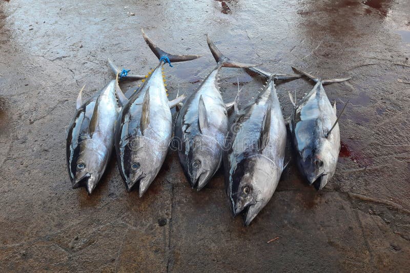 Five tuna stock image. Image of fish, five, tuna, victims - 262646425