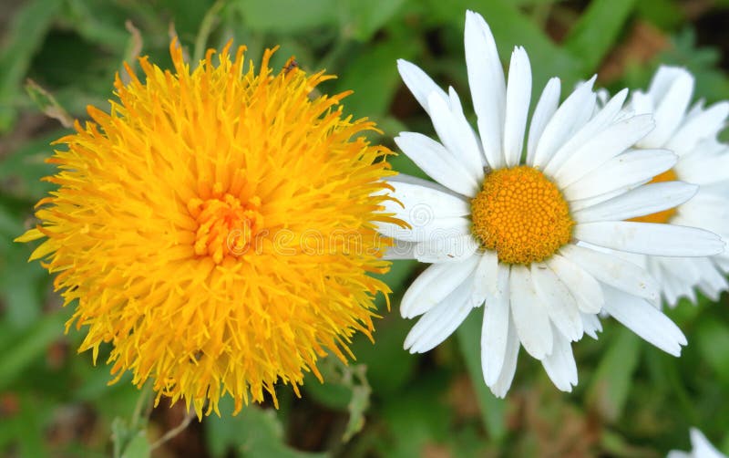 Floral Companionship Metaphor Stock Image - Image of flowering ...