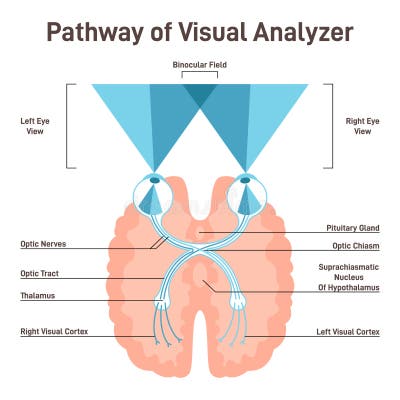 Visual Pathway. Human Eye and Brain Anatomical Connetion with Optic ...