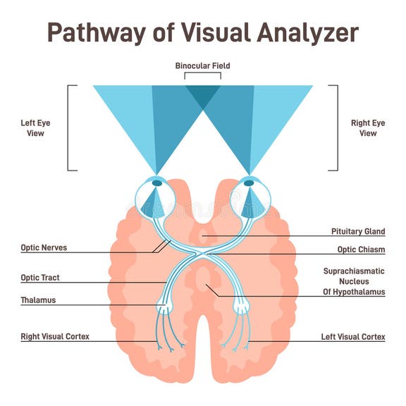 Visual Pathway. Human Eye and Brain Anatomical Connetion with Optic ...