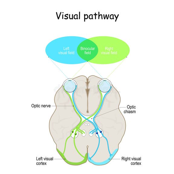 Visual Pathway. Human`s Brain with Eyes, Optic Nerves, and Visual ...