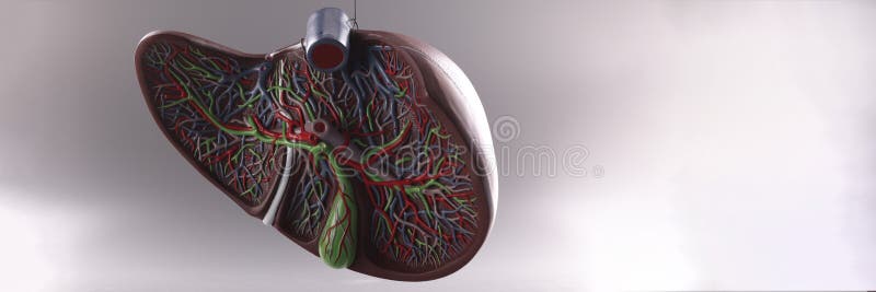 Visual Plastic Anatomical Model of Human Liver Stock Photo - Image of ...