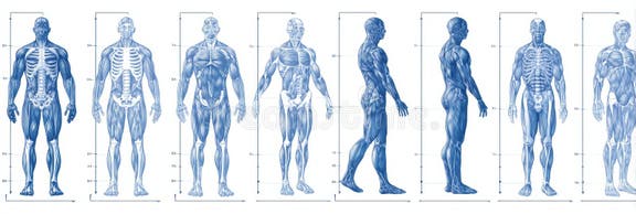 Detailed Anatomical Illustrations of the Human Body Showcasing Various ...
