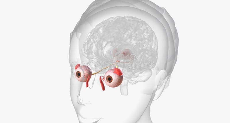 The Visual System Contains the Eyes, Optic Nerves, Optic Tracts, and ...