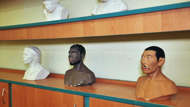 Visual Timeline of Human Development, Busts Depicting Stages of Human ...