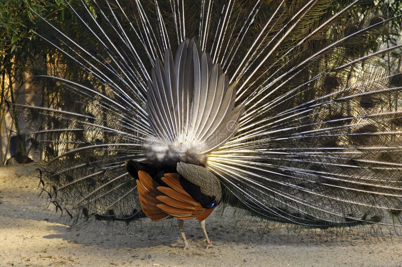 Visualizar El Pavo Real Indio Imagen de archivo - Imagen de animales ...