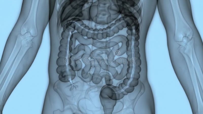 Visualization of the Human Digestive System in X-ray Style Animation ...