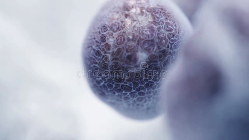 Visualization of a Human Embryo Showing the Smallest Details of the ...