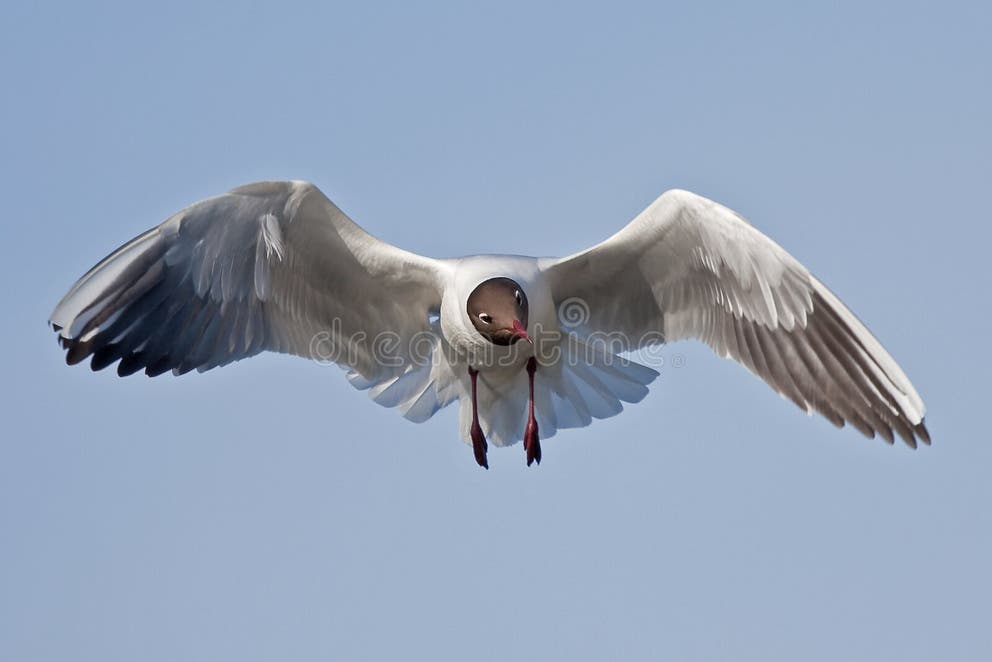 Visually Scan the Area from the Sky Stock Photo - Image of impetuous ...