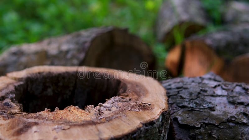 A Visually Striking and Beautifully Arranged Display of Stacked Timber ...
