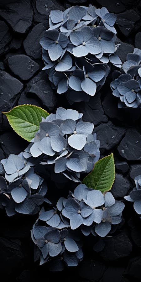 Visually Tactile Hydrangea: Dark Black and Gray Tabletop Photography ...