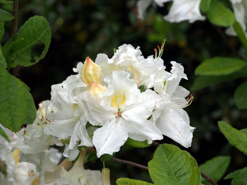 Vit azalea - rhododendron fotografering för bildbyråer. Bild av dofta ...