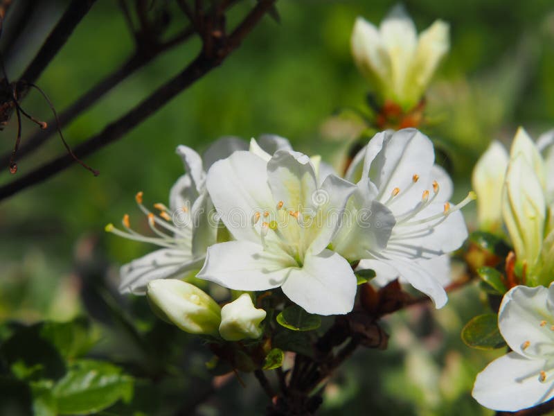 Vit azalea - rhododendron fotografering för bildbyråer. Bild av dofta ...