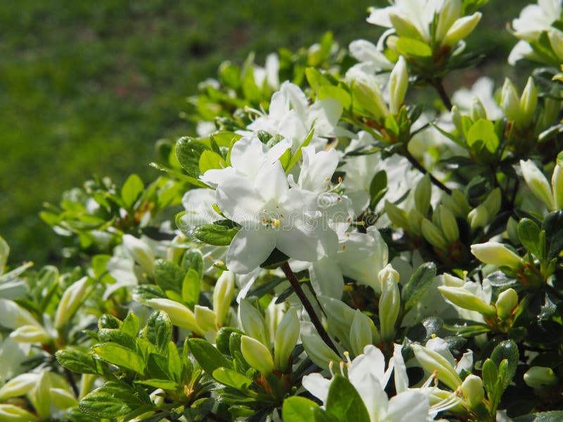 Vit azalea - rhododendron fotografering för bildbyråer. Bild av dofta ...