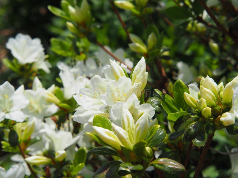 Vit azalea - rhododendron fotografering för bildbyråer. Bild av dofta ...