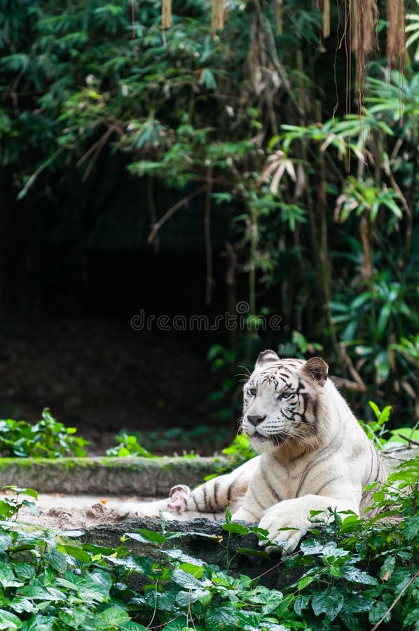 Vit Bengal tiger arkivfoto. Bild av mutation, turist - 36680776