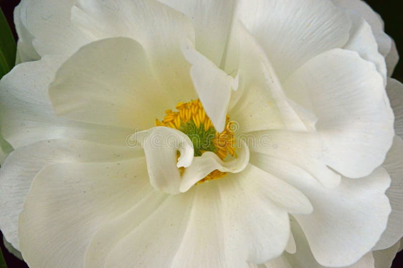 Vit Blomma Med Den Gula Mitten Fotografering för Bildbyråer - Bild av ...