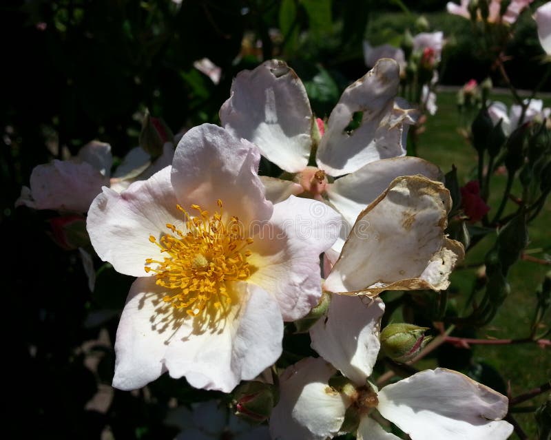 Vit Blomma Med Den Gula Mitten Arkivfoto - Bild av storartat, flykt ...