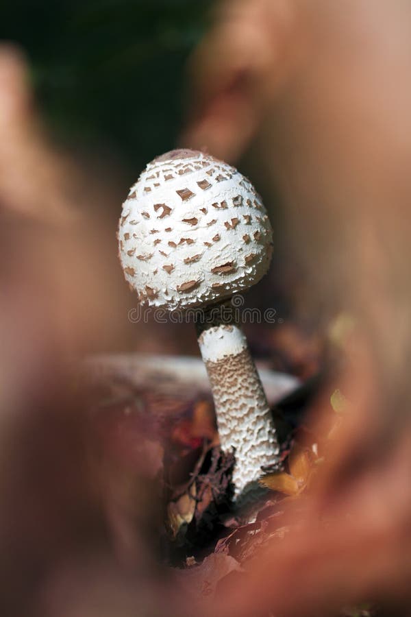 Björkskivling (röd Skivling) Och Svampar Arkivfoto - Bild av organiskt ...