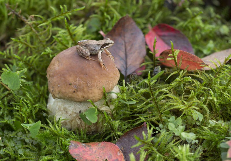 Vit Champinjon, Snigel Och Bula Arkivfoto - Bild av kotte, tyst: 57438664