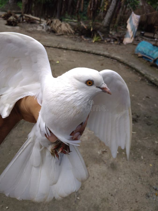 Vit Duva Stock Foton , bilder och fotografi - Ladda ner 6,162 foton