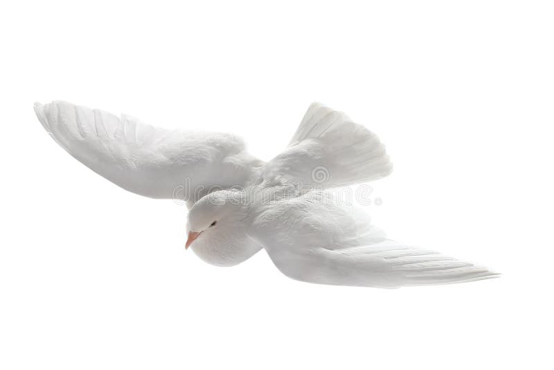 Vit duva arkivfoto. Bild av bild, renhet, ande, bröllop - 54845036