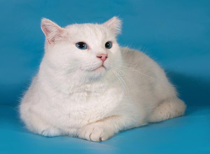 Vit fet katt på blått arkivfoto. Bild av öron, fett, hemhjälp - 43848040