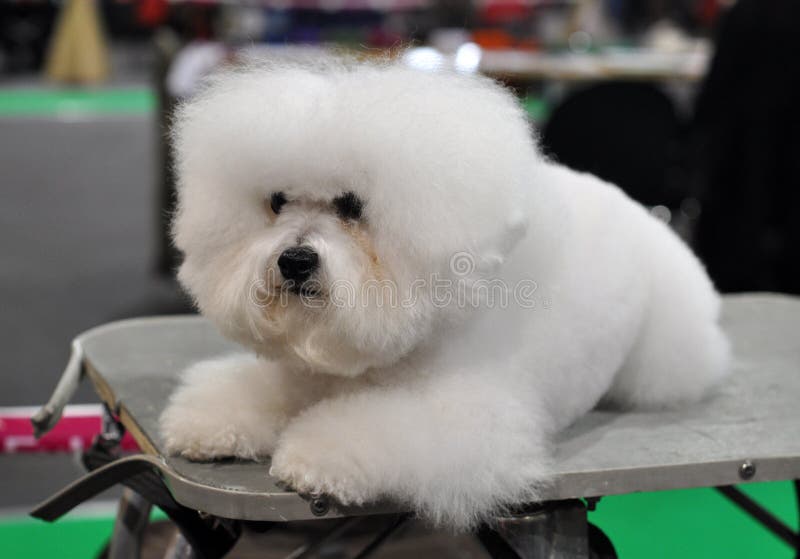 Vit, Fluffig Bichon Frise Hund Fotografering för Bildbyråer - Bild av ...