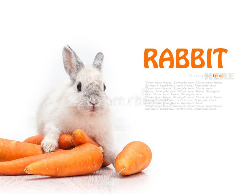 Kanin och morot arkivfoto. Bild av bakgrund, husdjur - 100200940