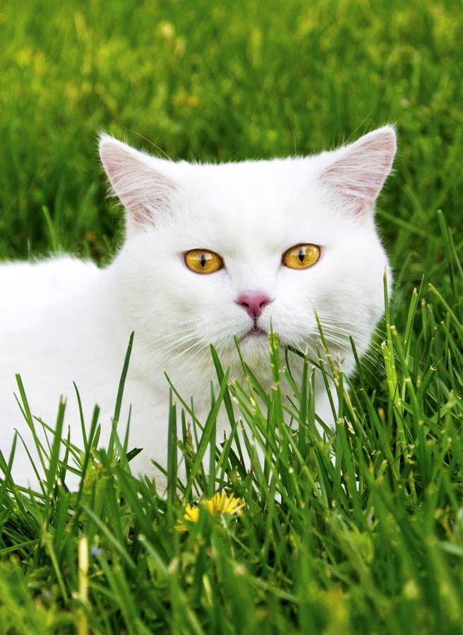 Katt Som Smyger Genom Gräset Fotografering för Bildbyråer - Bild av ...