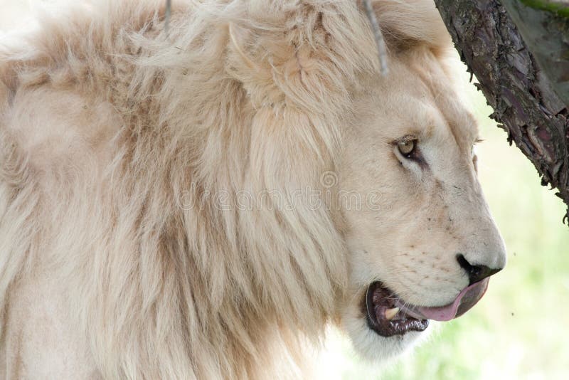 Äldre vitt lejon arkivfoto. Bild av sittande, huvud, isolerat - 46770642