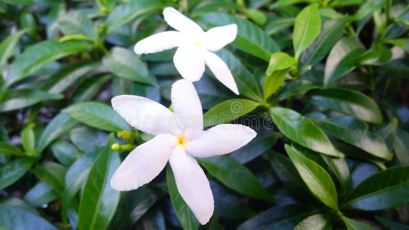 Vit liten blomma fotografering för bildbyråer. Bild av grön - 48449353