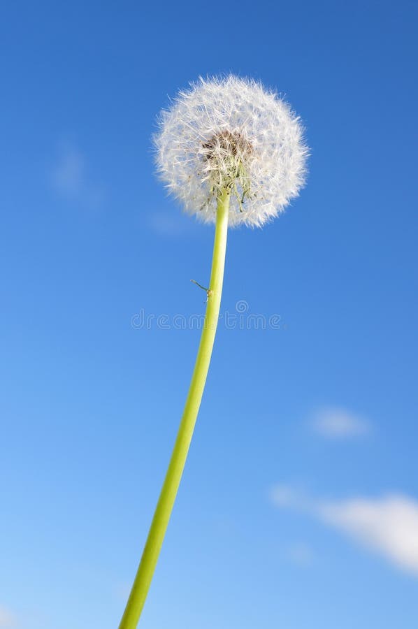 Vit maskros arkivfoto. Bild av hälsning, maskrosor, fint - 26477692