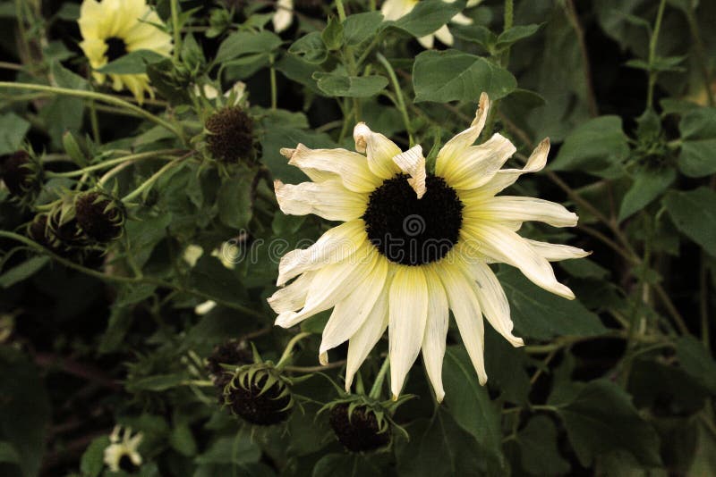 Vit-och-guling Solros Med Krullade Kronblad Fotografering för ...